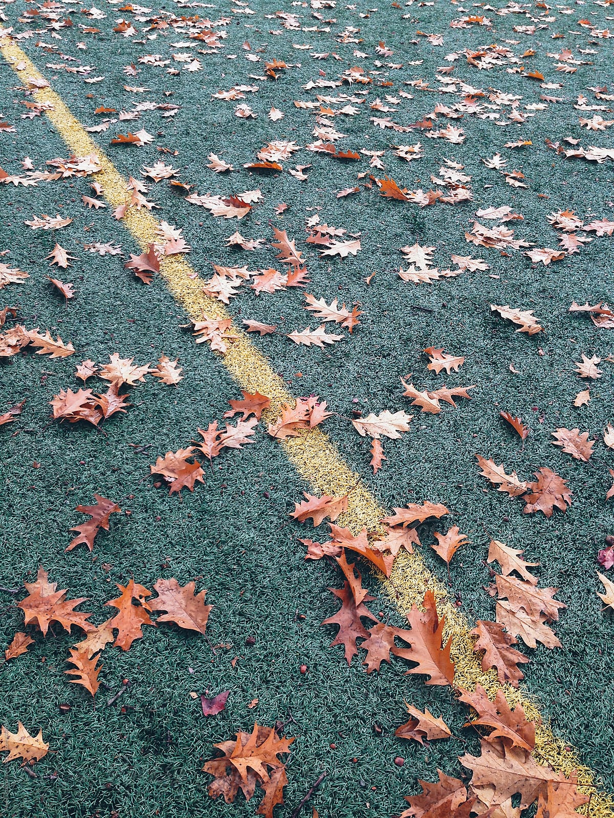 "Autumn Oak Leaves On Athletic Sports Field" by Stocksy Contributor ...