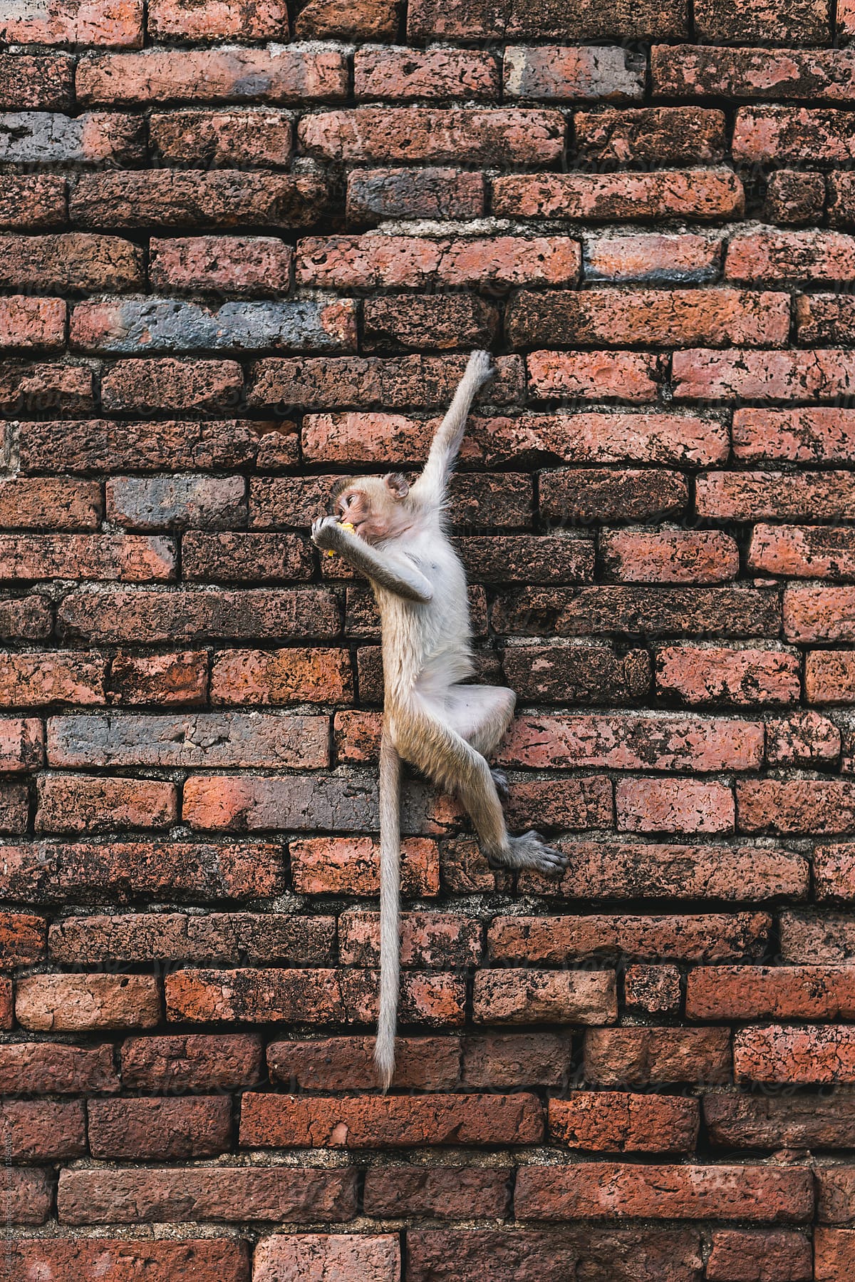 "Monkey In The Old Temple" by Stocksy Contributor "Chalit Saphaphak ...