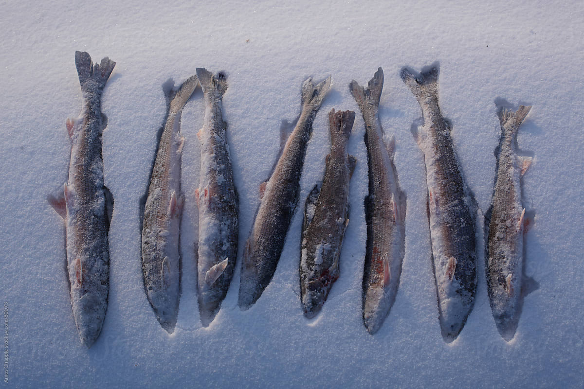 "Frozen Fish In Fresh Snow" by Stocksy Contributor "Amos Chapple" - Stocksy