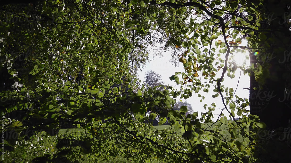 "Waving Leaves" by Stocksy Contributor "Robert Kohlhuber" - Stocksy