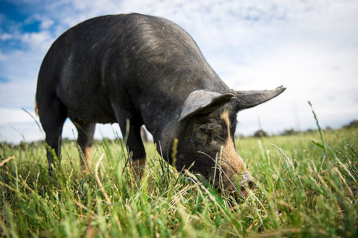"Free Range Berkshire Pig Grazing" by Stocksy Contributor "Gary Radler ...