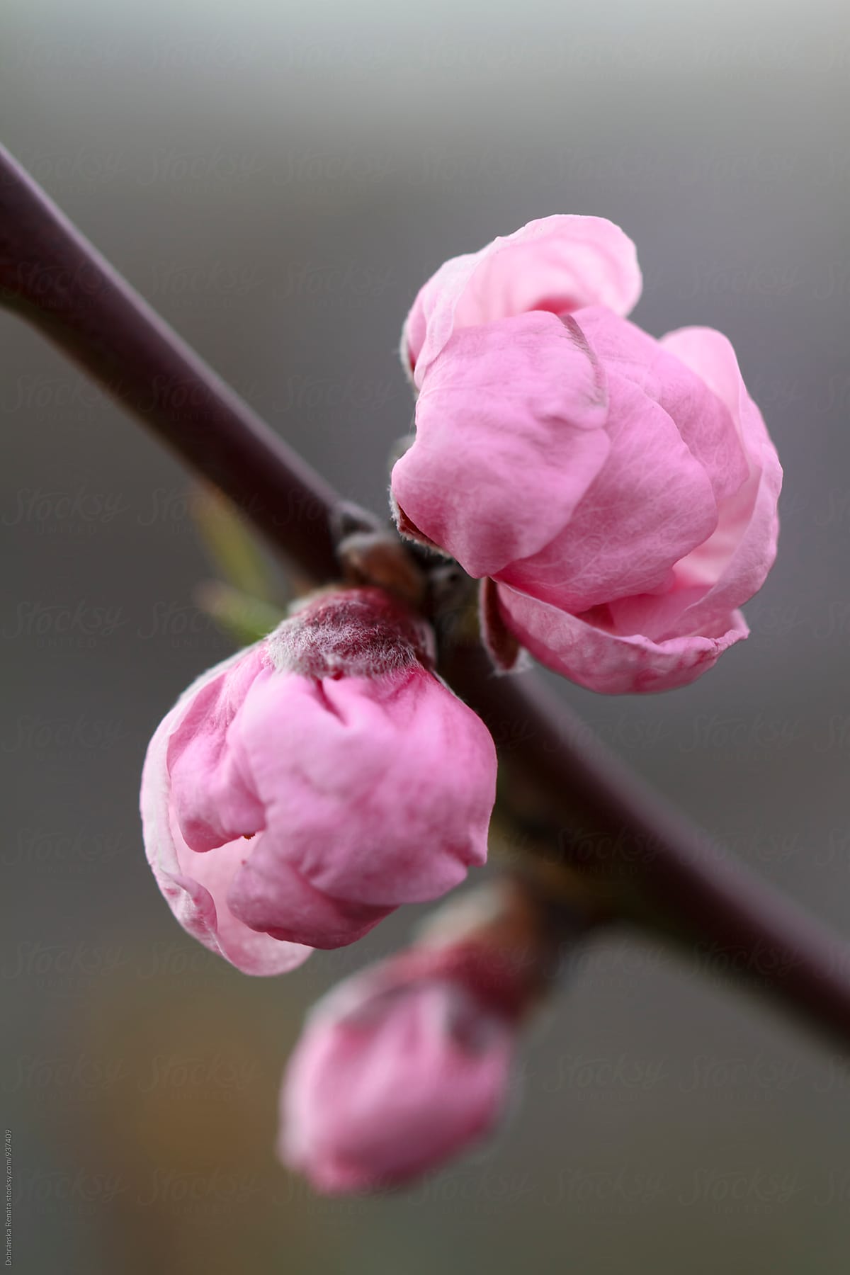 "Peach Tree Blossom Buds" by Stocksy Contributor "Dobránska Renáta ...