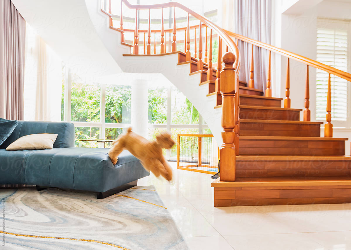 "Happy Dog Bounding Near Wooden Stairs" by Stocksy Contributor "Lawren ...