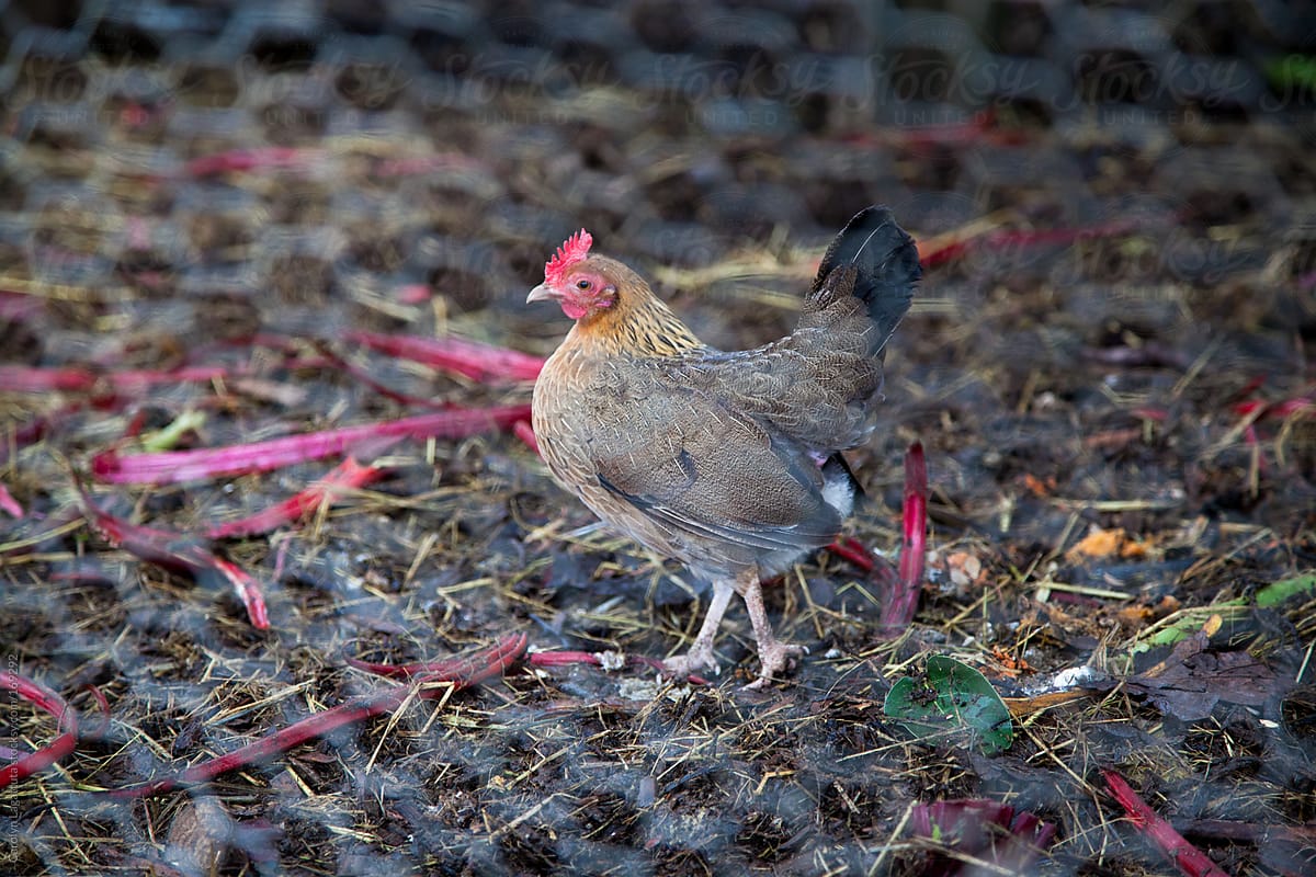 "Chicken Behind A Fence Walking Around" by Stocksy Contributor "Carolyn ...