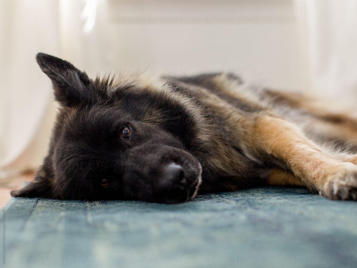 "Napping Pet Dog" by Stocksy Contributor "Marta Locklear" - Stocksy