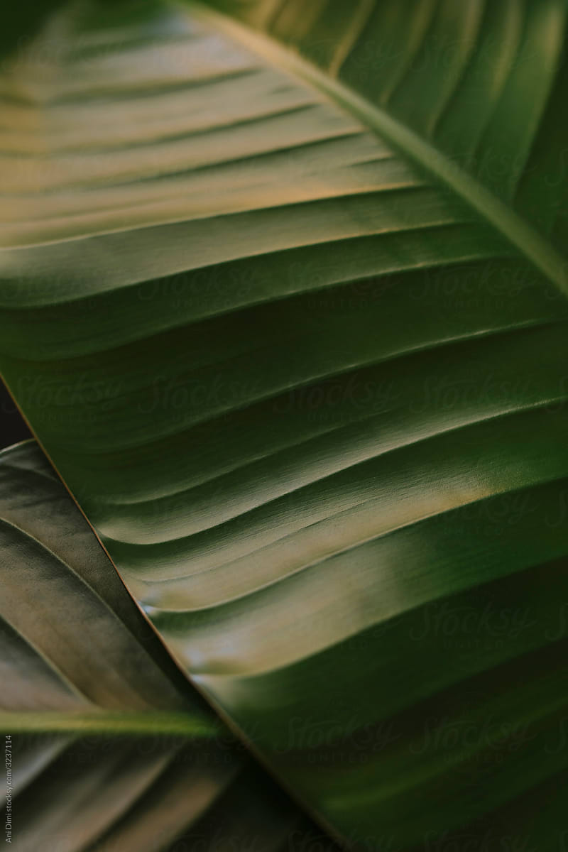"Leaf" by Stocksy Contributor "Ani Dimi" - Stocksy