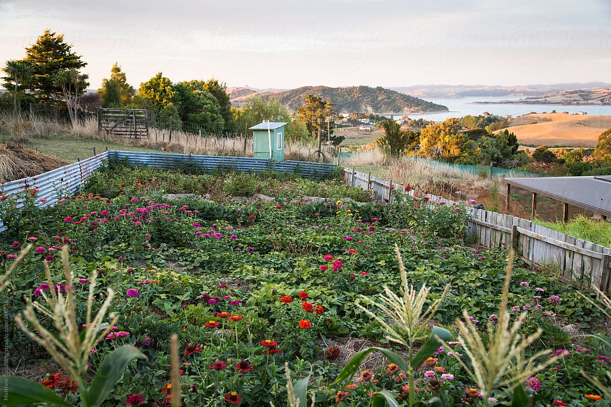 "Local Sustainable Farming Plot With Flowers" by Stocksy Contributor ...