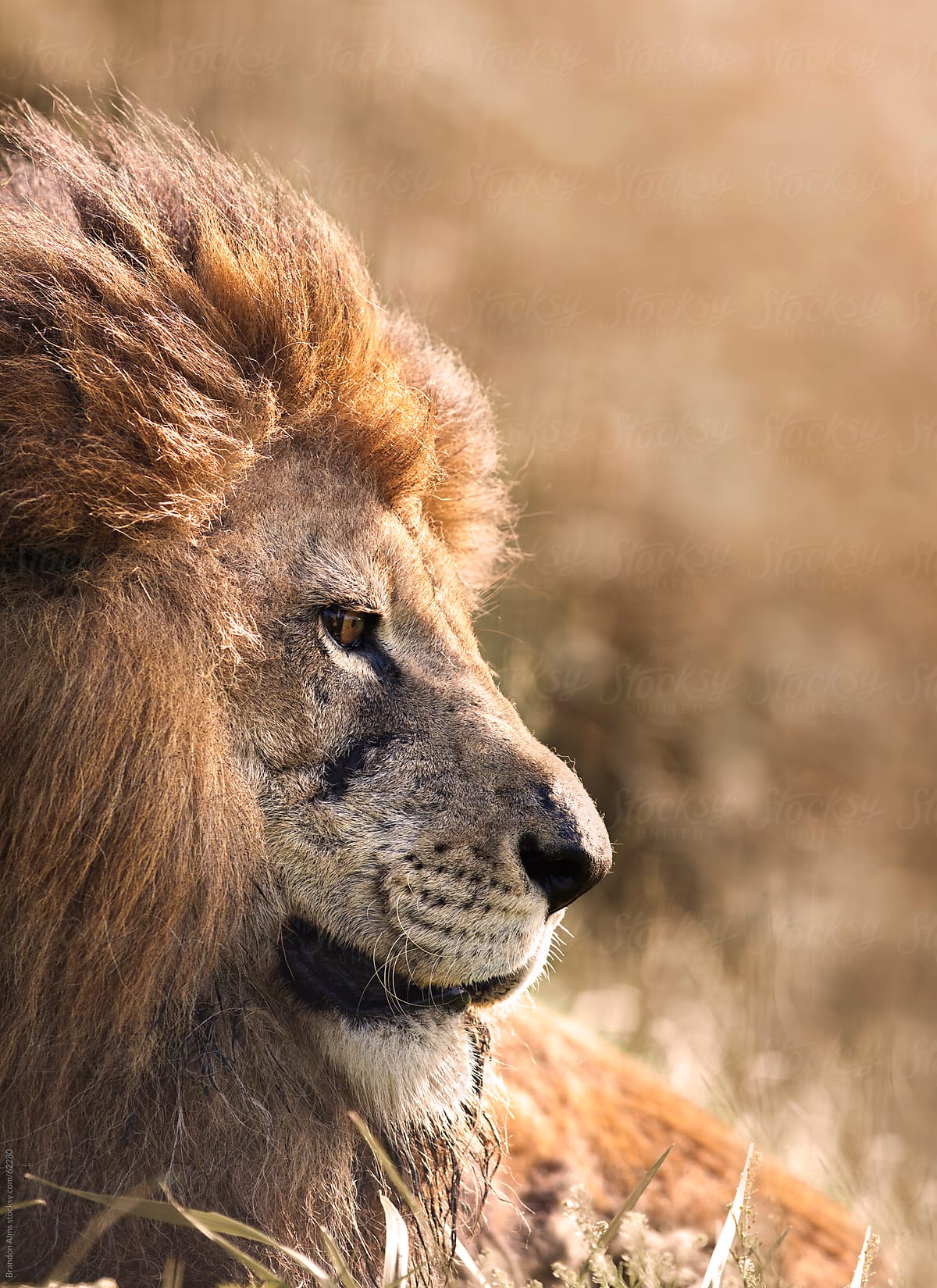 "Sunlit Male Lion Closeup" by Stocksy Contributor "Brandon Alms" - Stocksy