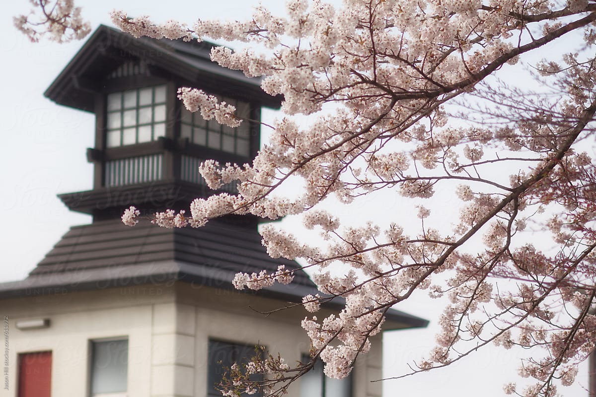 "Cherry Blossoms Next To Japanese Building" by Stocksy Contributor ...