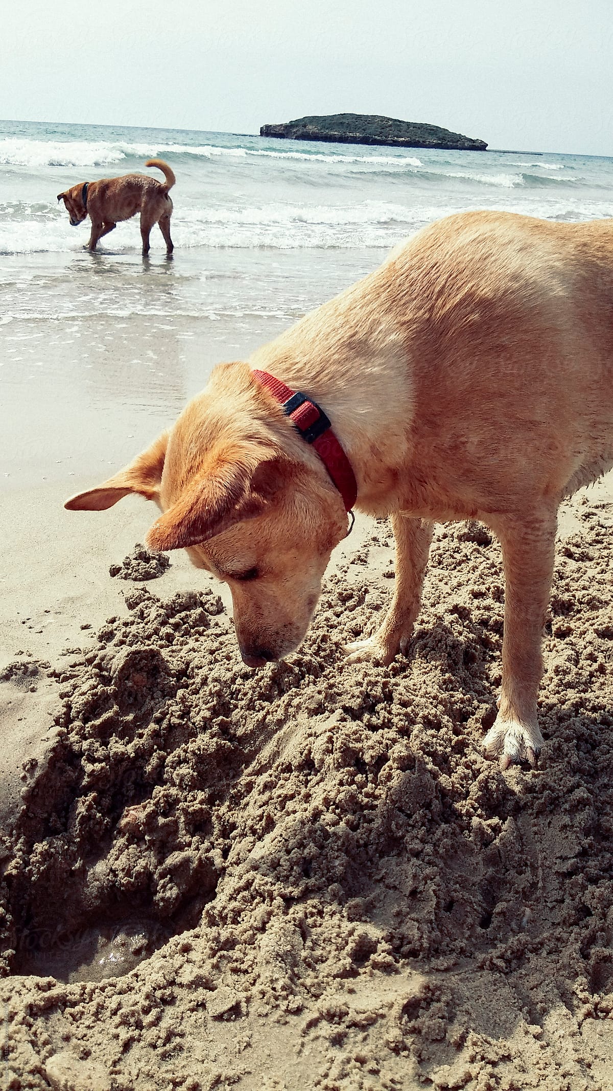 "Dogs Playing On The Beach" by Stocksy Contributor "Eldad Carin" - Stocksy