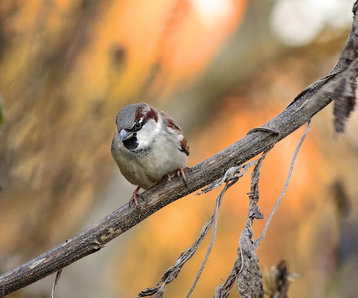 "House Sparrow Sitting On The Stem Of A Dead Sunflower" by Stocksy ...