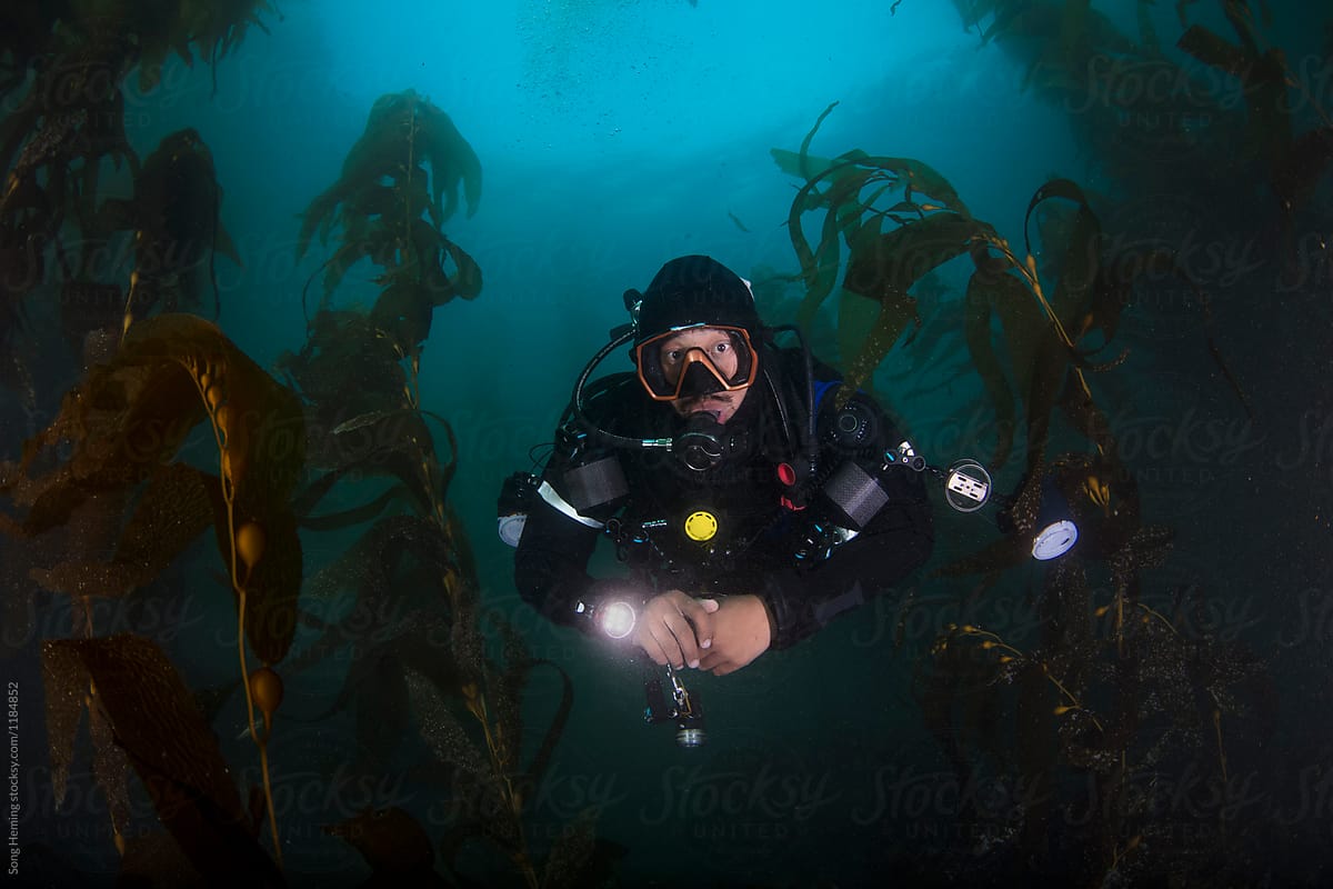 "Man Holding Housing Diving In Kelp Forest" by Stocksy Contributor ...