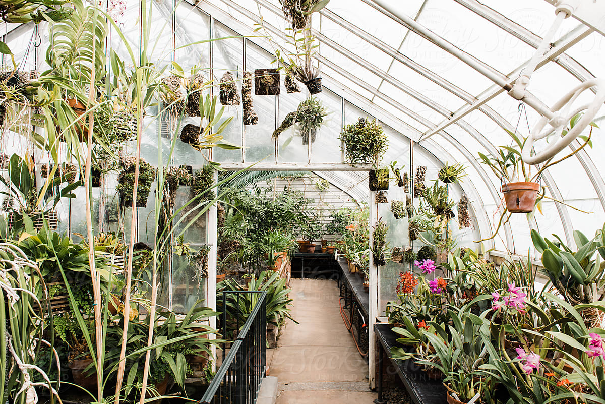 "Greenhouse Display" by Stocksy Contributor "Lea Jones" - Stocksy