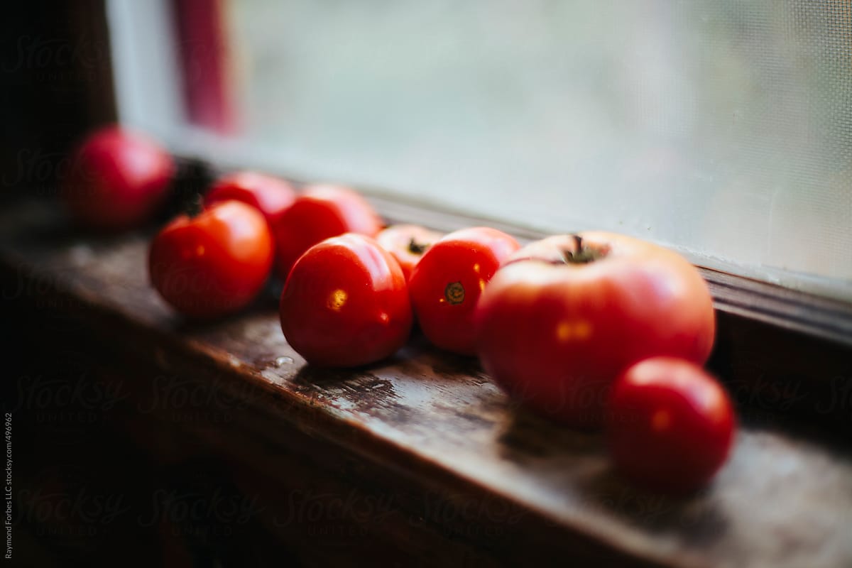 "Tomatoes On Window Sill To Ripen" by Stocksy Contributor "Raymond ...