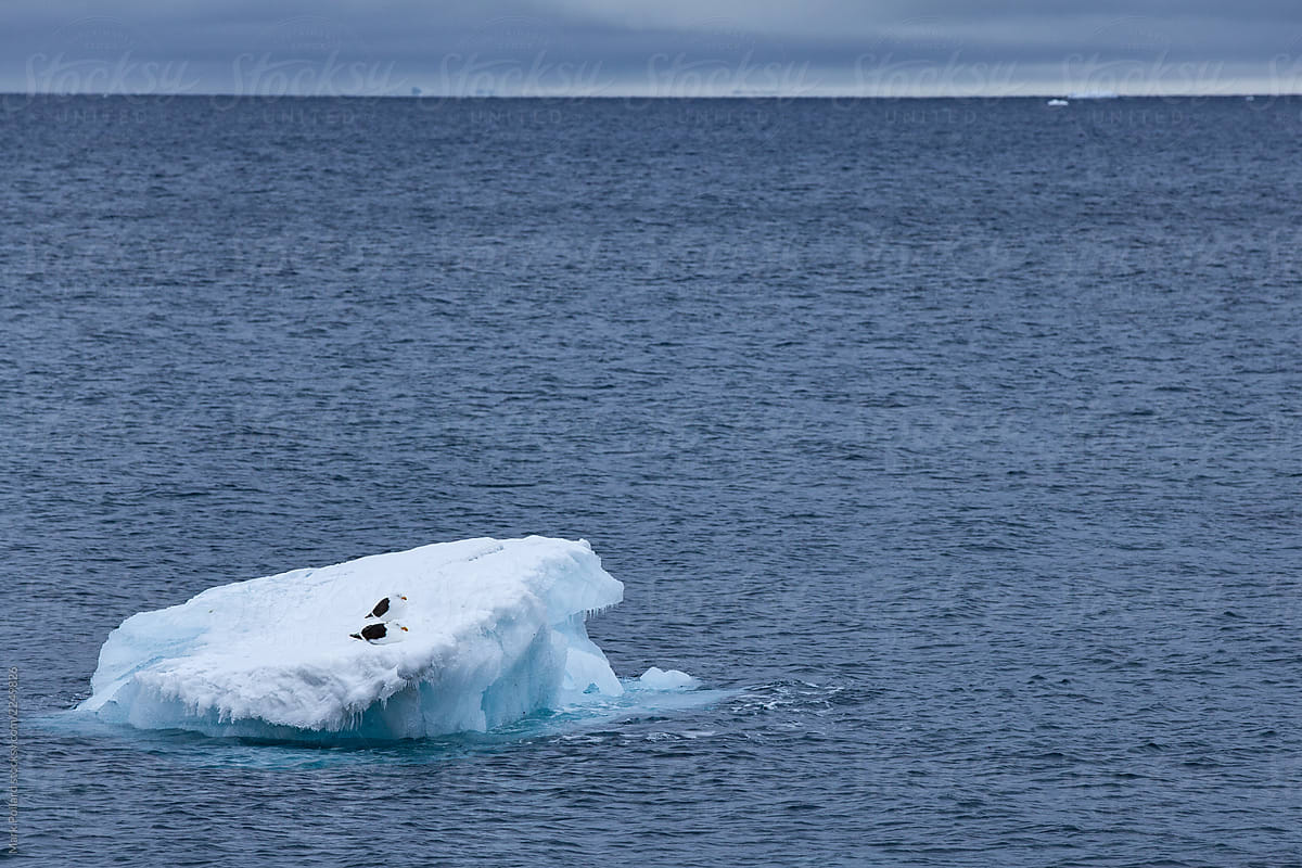 "Seagulls On An Iceberg" by Stocksy Contributor "Mark Pollard" - Stocksy