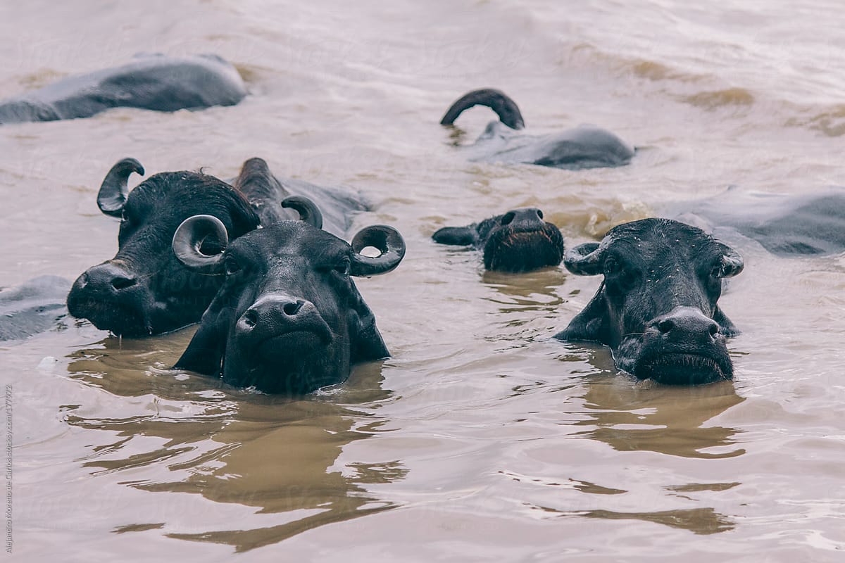 "Water Buffalos Swimming In River" by Stocksy Contributor "Alejandro ...