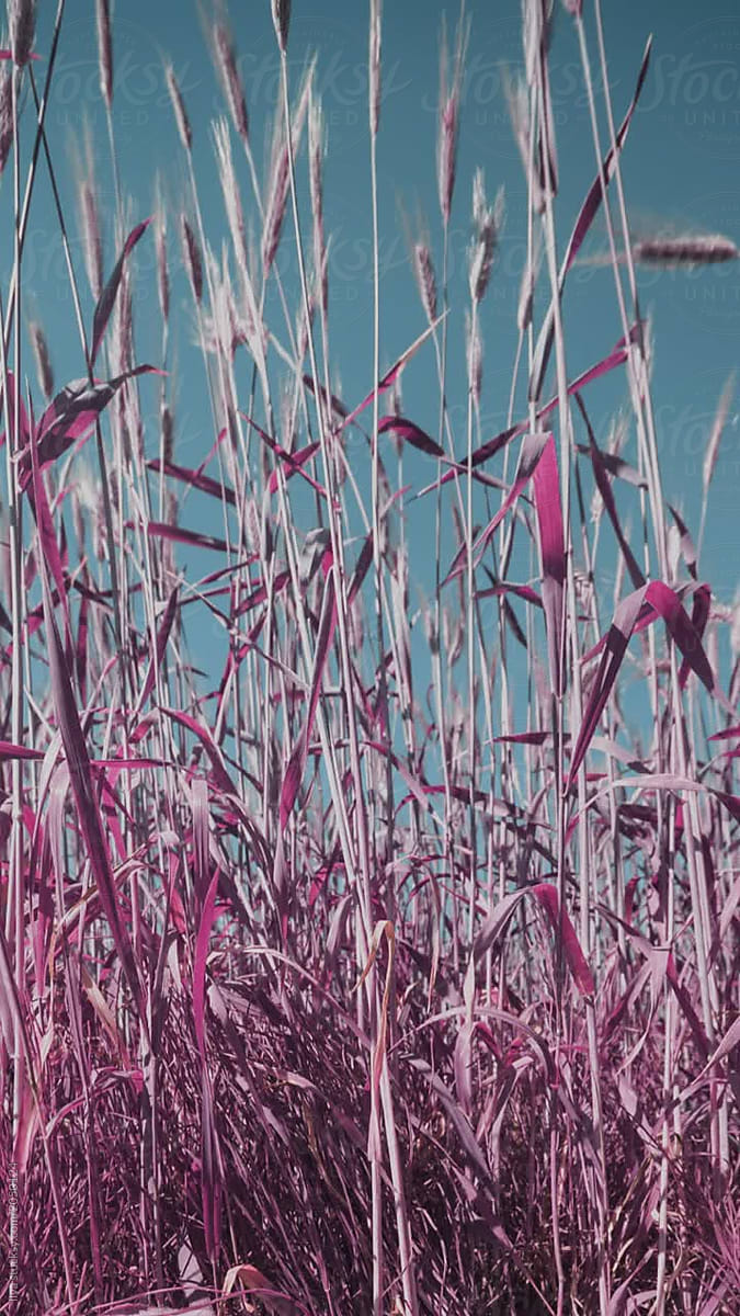 "Infrared Summer Nature Purple Wheat Field Sky" by Stocksy Contributor ...