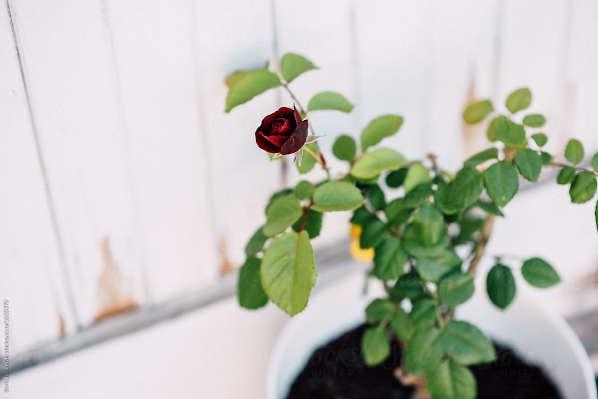 "Red Rose In White Plant Pot" by Stocksy Contributor "Boris Jovanovic ...