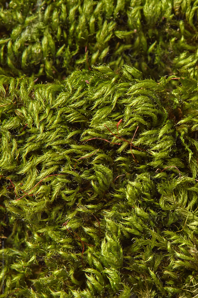 "Close Up Of Natural Green Moss Texture." by Stocksy Contributor ...