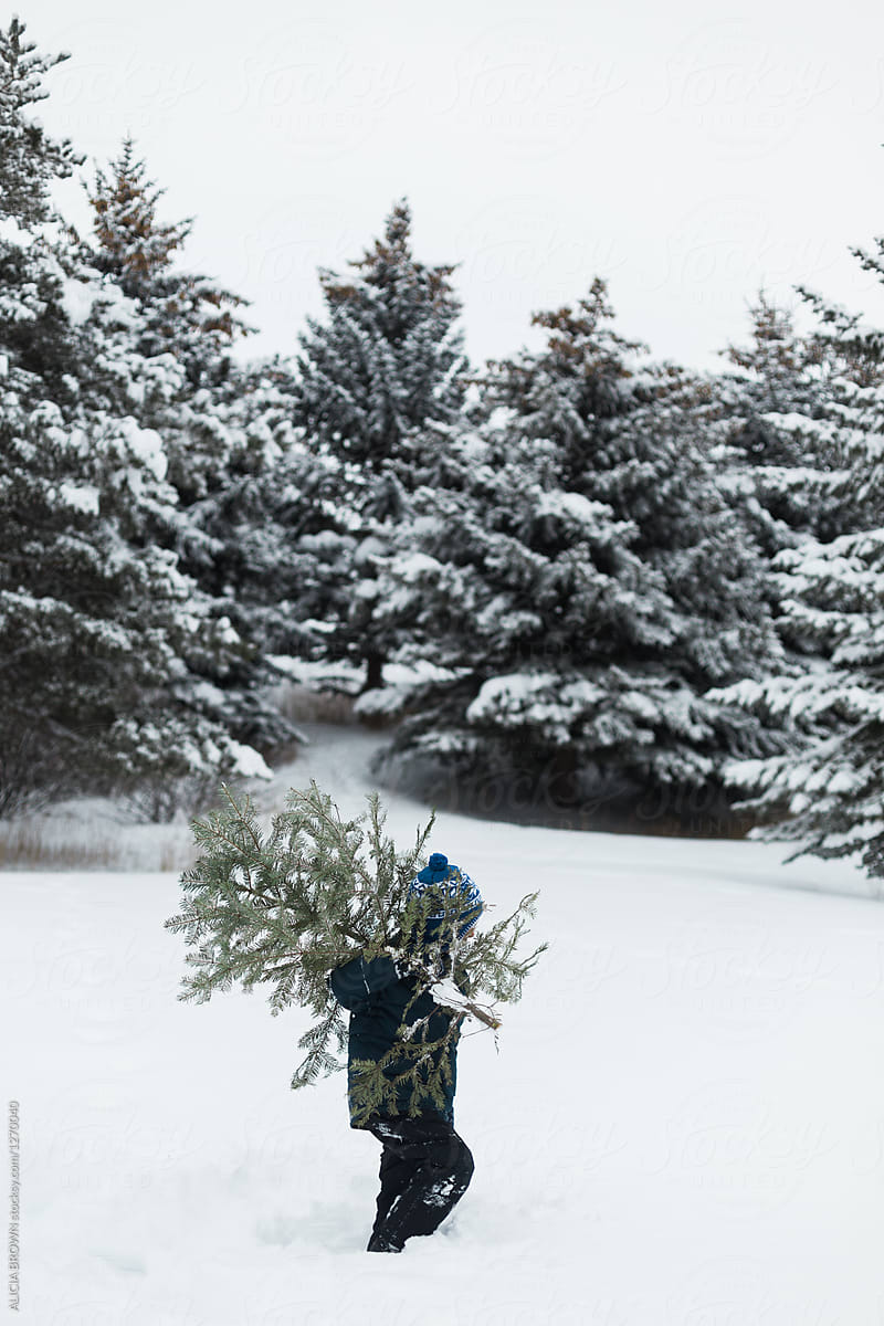 "Little Christmas Tree Hunt" by Stocksy Contributor "ALICIA BROWN ...