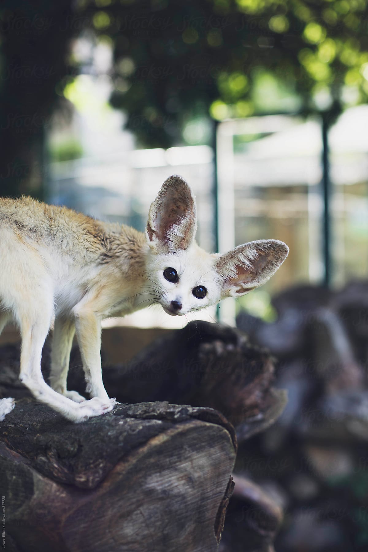 "Beautiful Fennec Fox" by Stocksy Contributor "Jovana Rikalo" - Stocksy