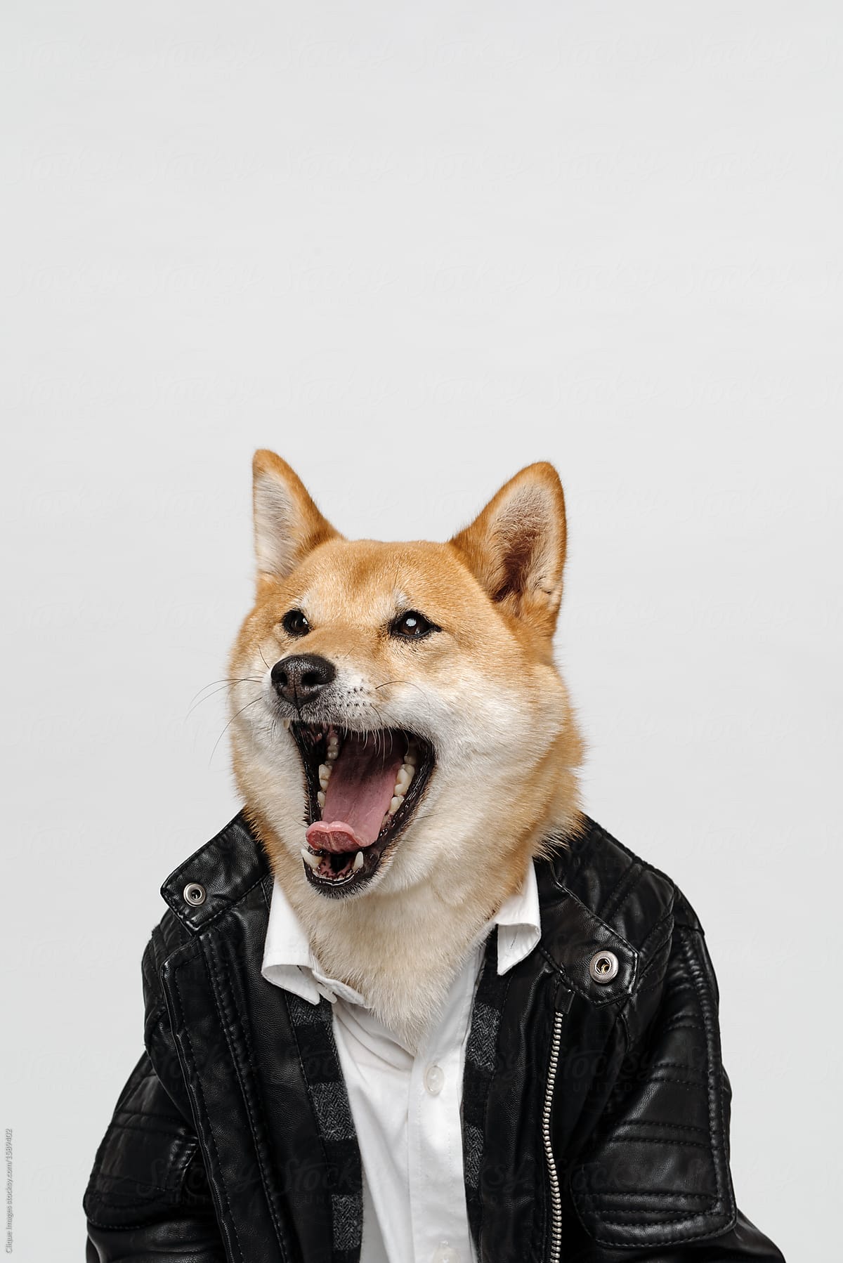 "Stylish Dog Yawning" by Stocksy Contributor "Clique Images" - Stocksy