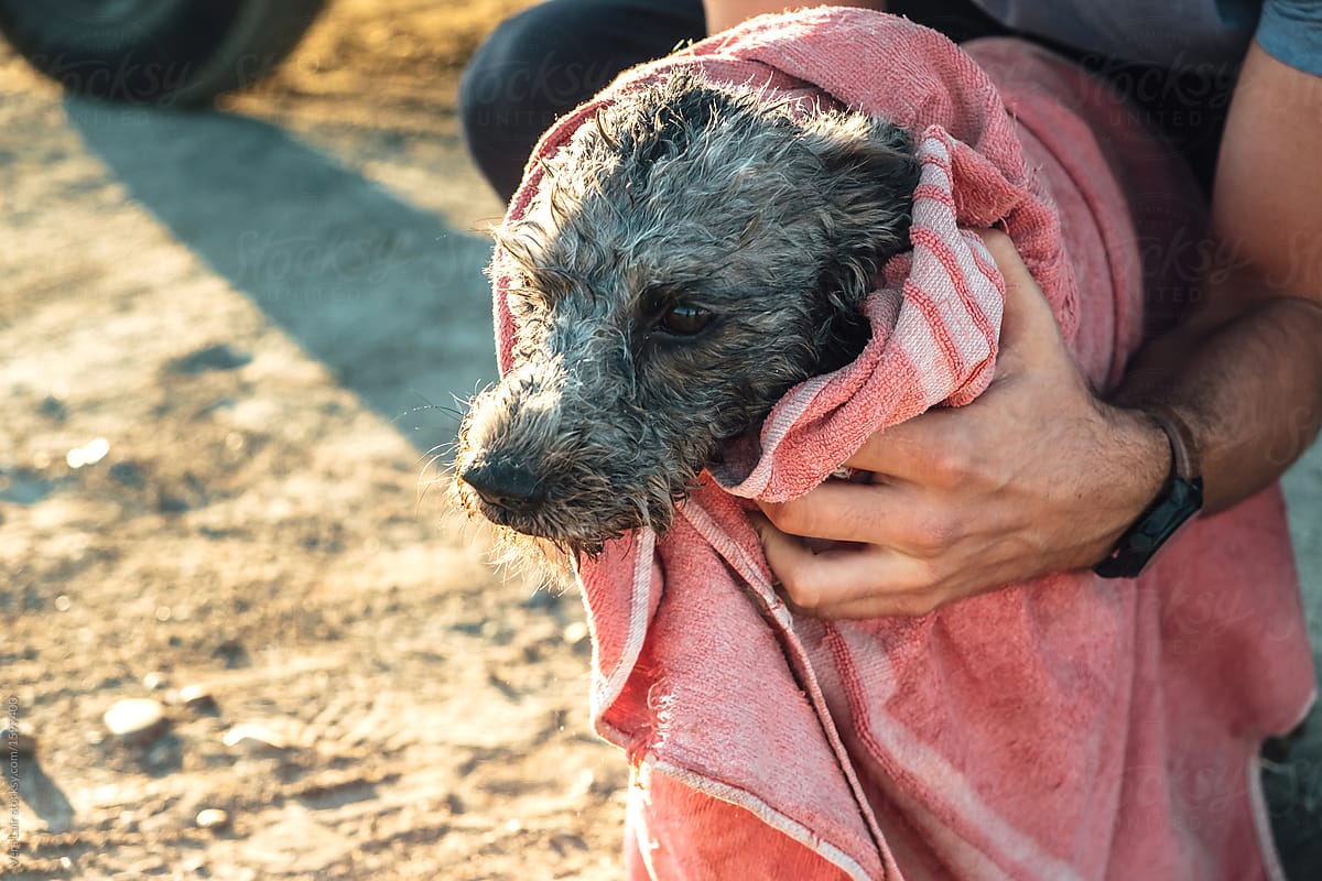 "Man Drying A Dog With A Towel" by Stocksy Contributor "Vera Lair ...