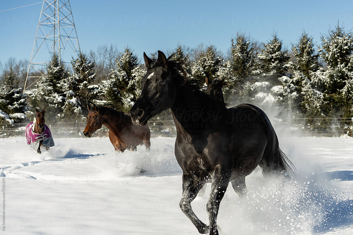 "Horses Running Through Snowy Paddock In Winter" by Stocksy Contributor ...