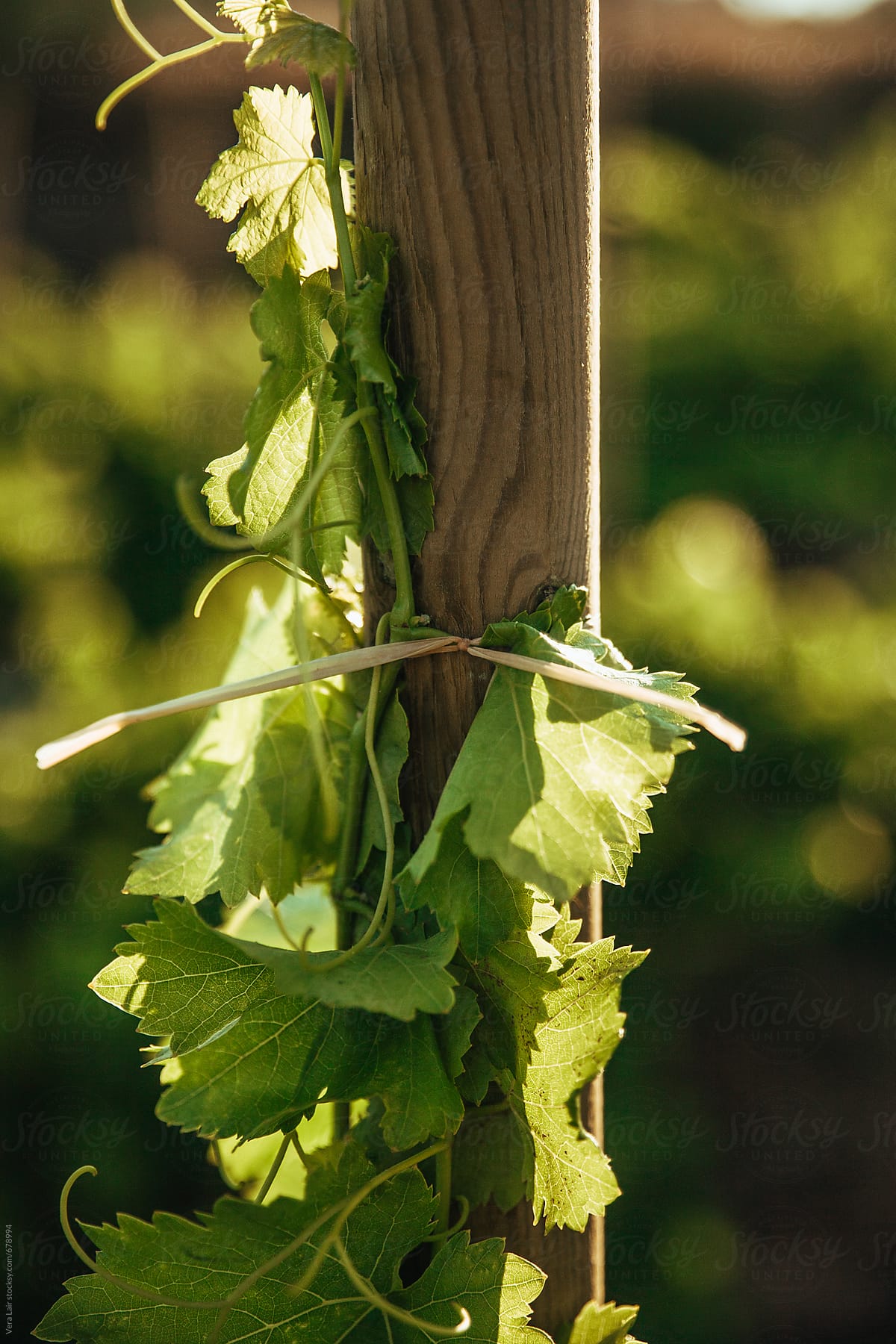 "Vine Branch" by Stocksy Contributor "Vera Lair" - Stocksy