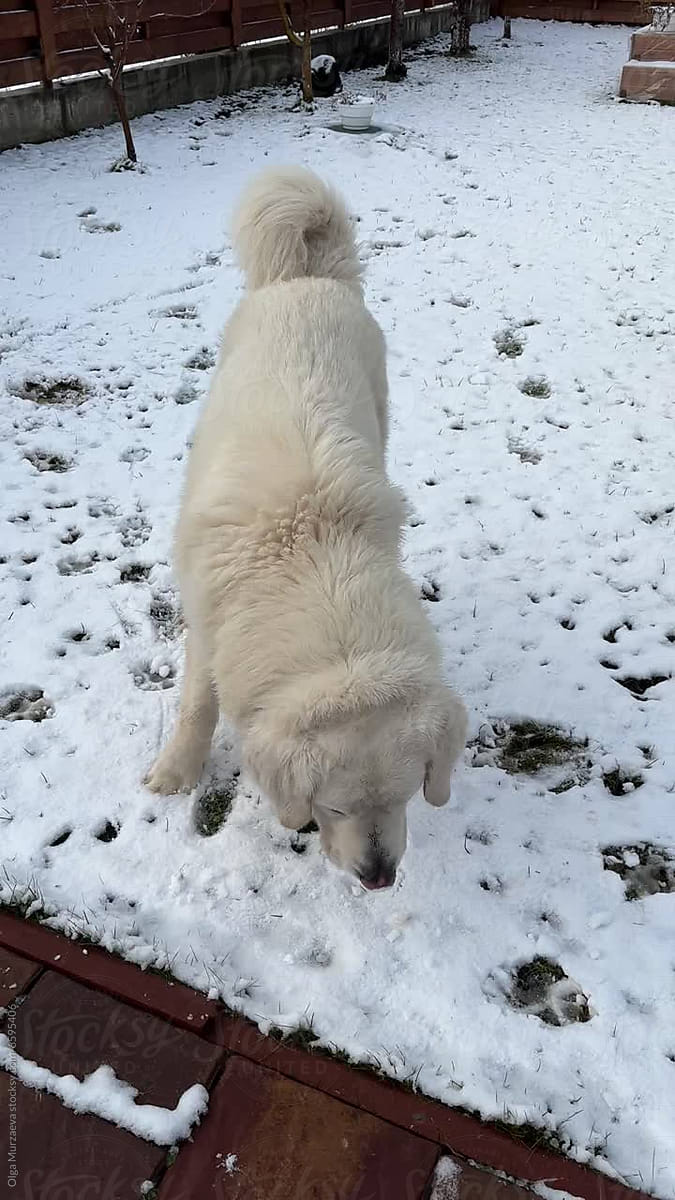 "A Big Dog Is Snowing In The Yard" by Stocksy Contributor "Olga ...