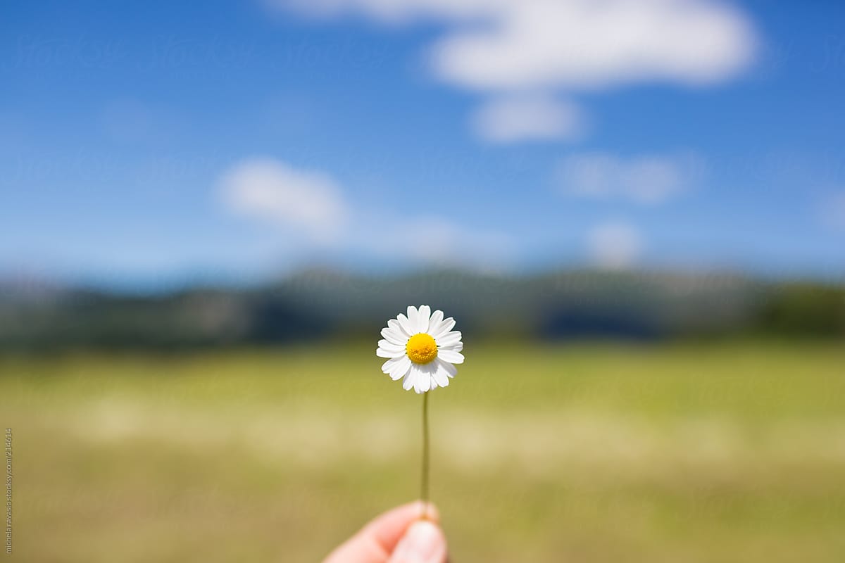 "Hand Holding A Daisy" by Stocksy Contributor "Michela Ravasio" - Stocksy