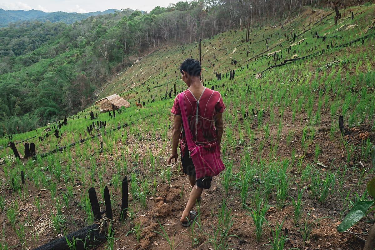 "Karen People In His Rotational Farming" by Stocksy Contributor "Chalit ...