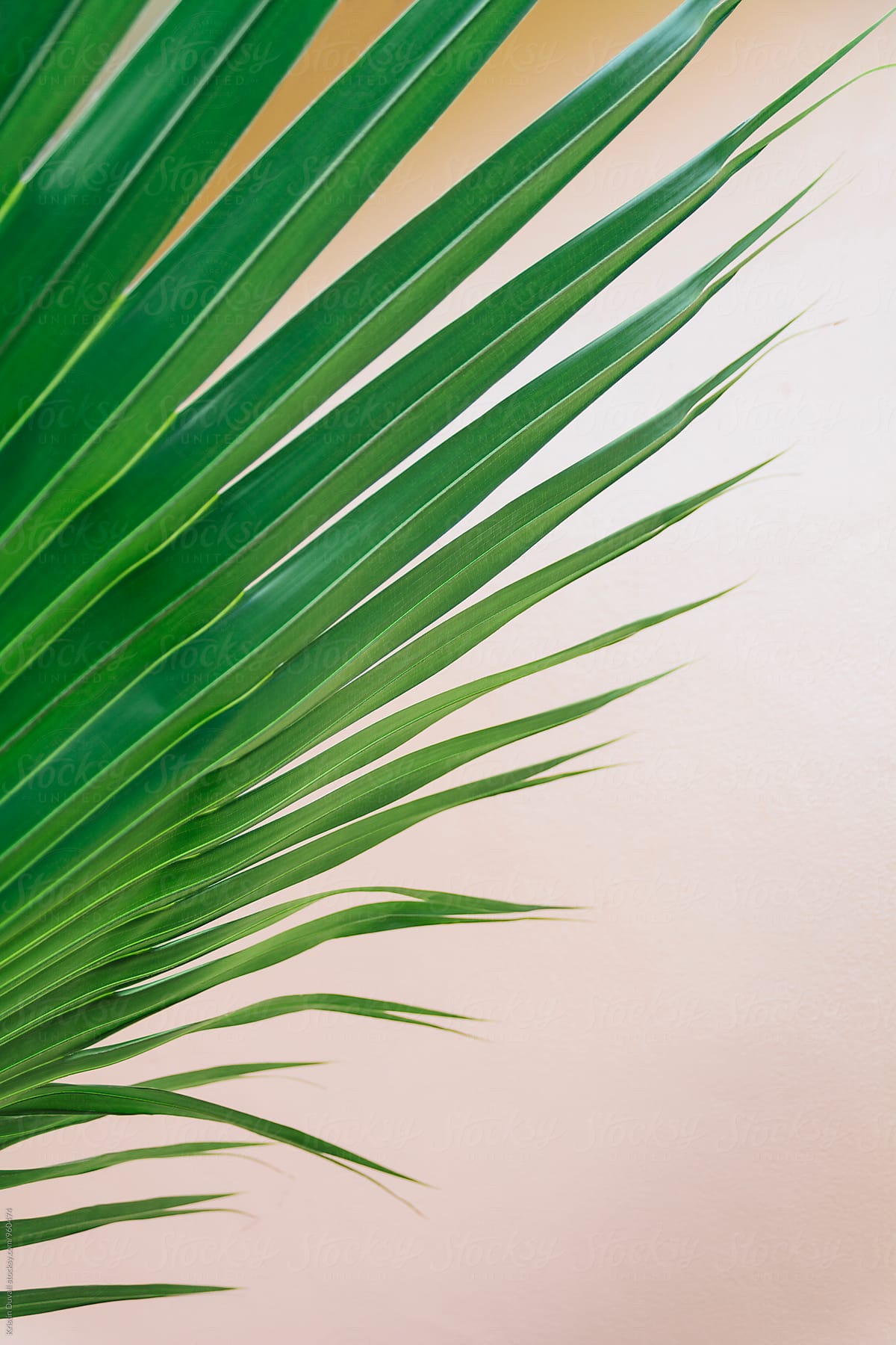 "Cropped Palm Leaf" by Stocksy Contributor "Kristin Duvall" - Stocksy