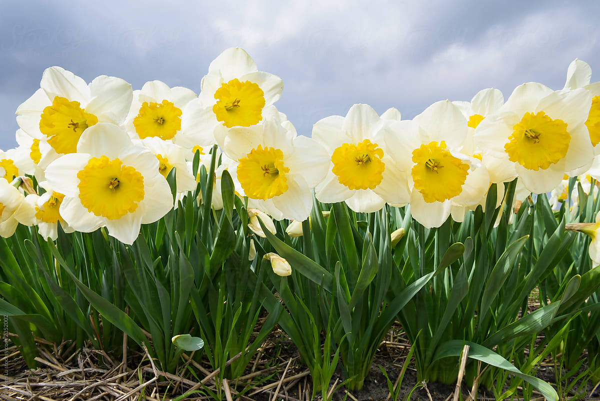 "Fresh White Yellow Narcissus Bloom In Spring Farm Under Gray Sky" by ...