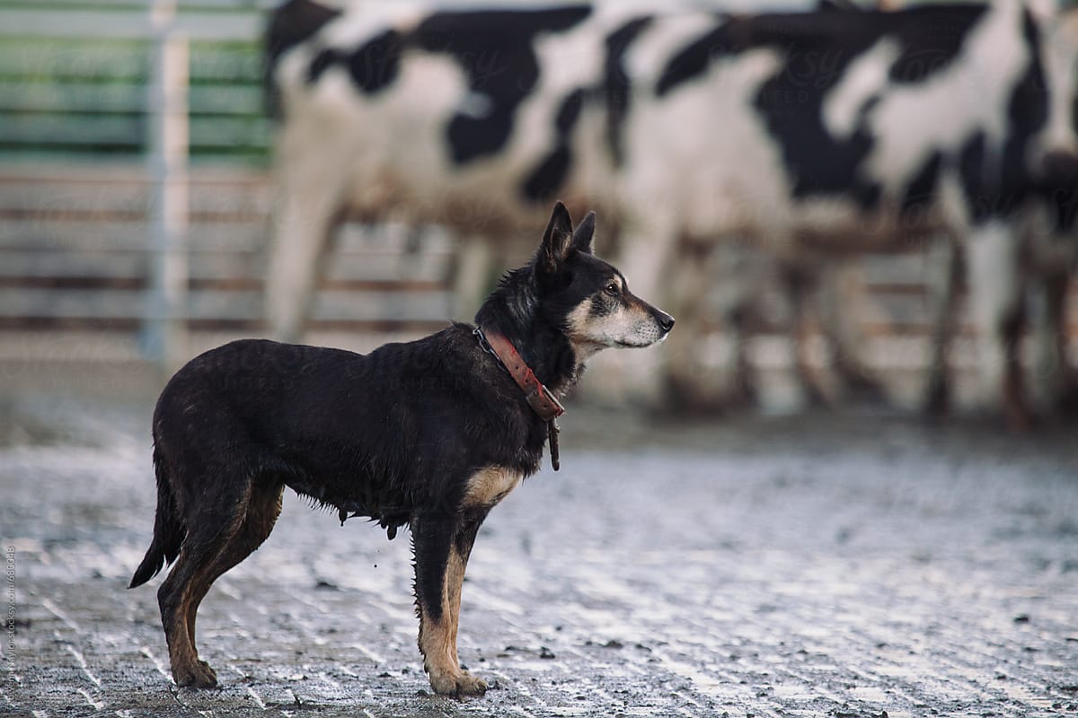 "Working Dog Bringing The Cows Up For Milking" by Stocksy Contributor ...