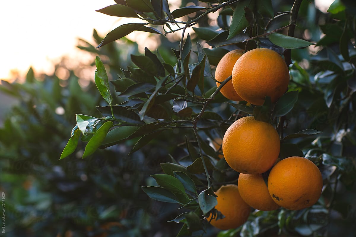 "Ripe Oranges On The Tree" by Stocksy Contributor "Bo Bo" - Stocksy