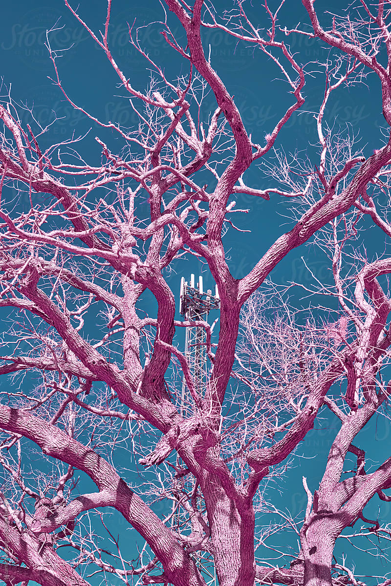 Dead Oak Tree Art