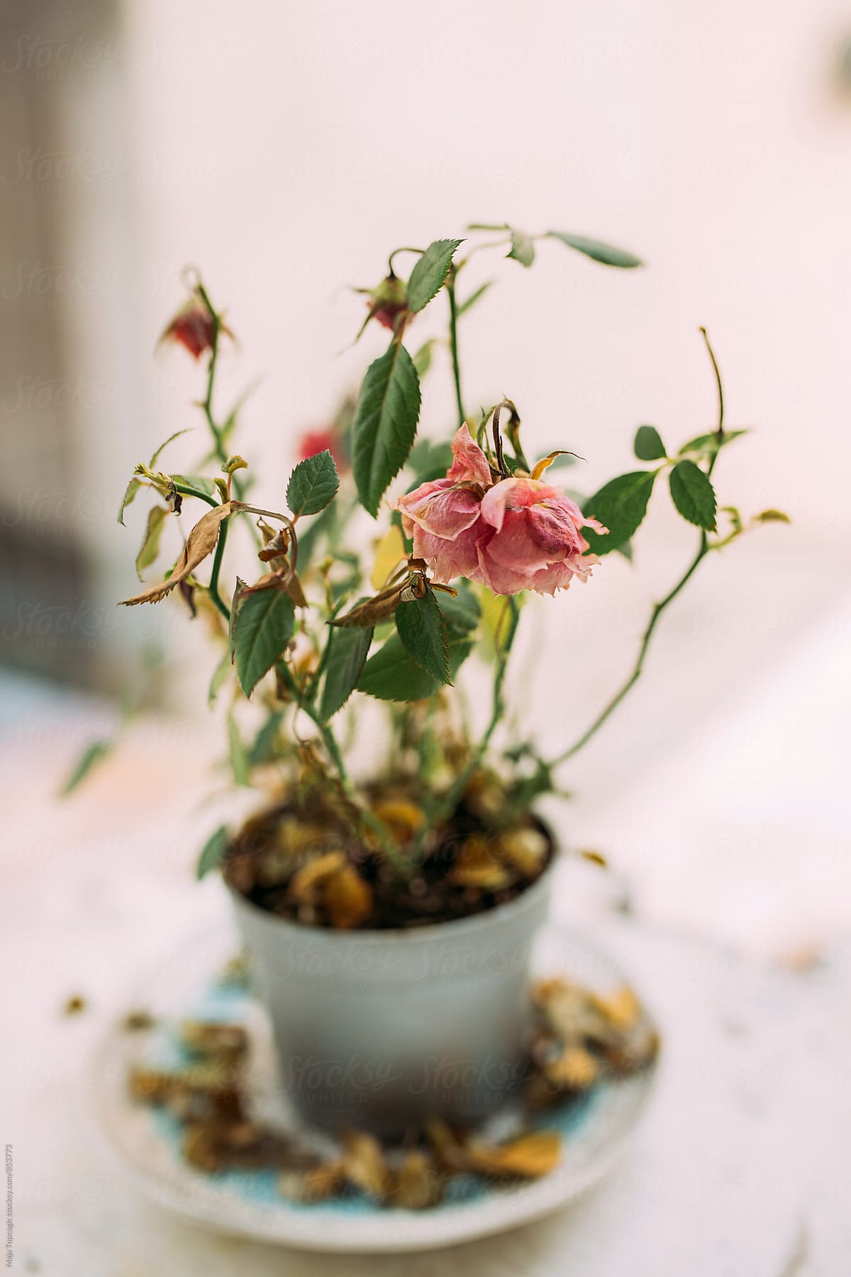 "Beautiful Flower Indoors" by Stocksy Contributor "Maja Topcagic" - Stocksy
