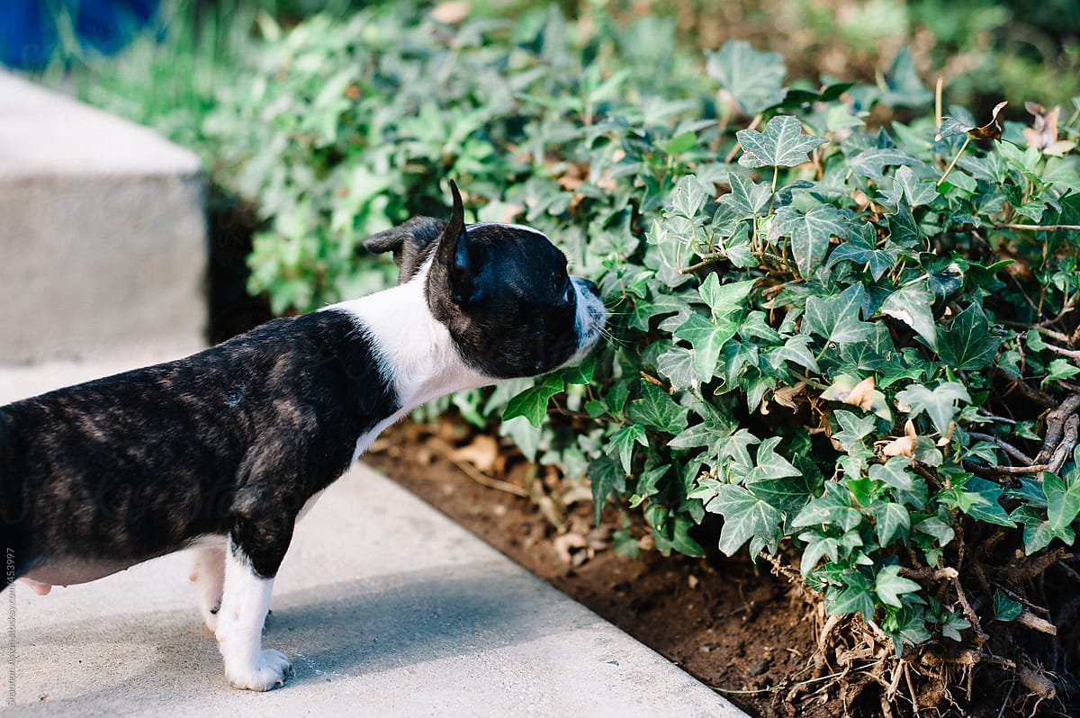 "Bruce The Boston Terrier At Play" by Stocksy Contributor "Shannon ...