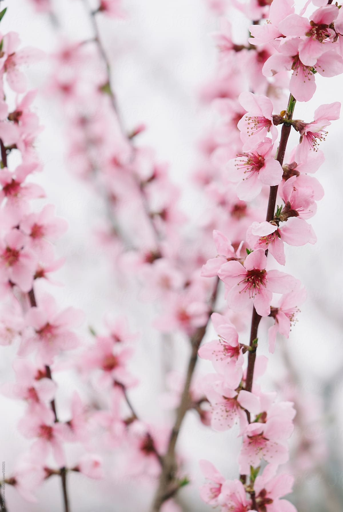 "Pink Spring Blossom" by Stocksy Contributor "Sibila and Pavel" - Stocksy