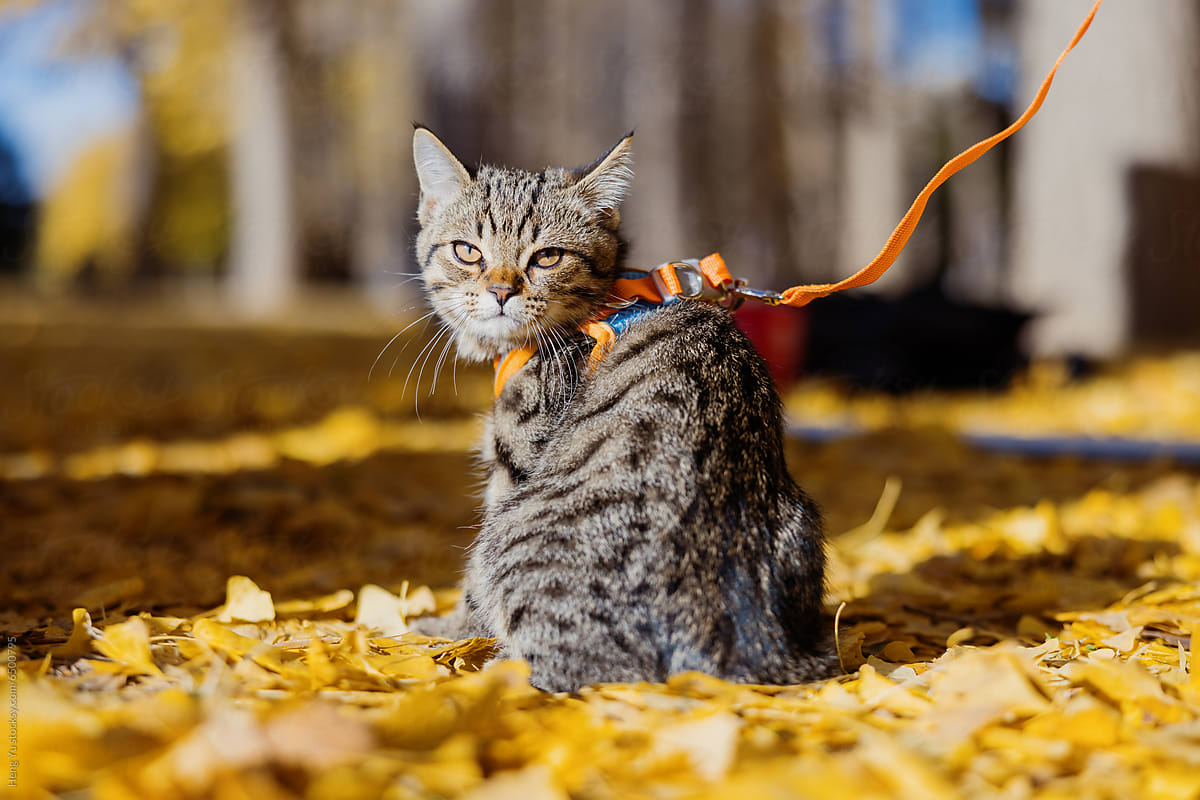 "Tabby Cat In Harness Sitting Among Autumn Leaves" by Stocksy ...