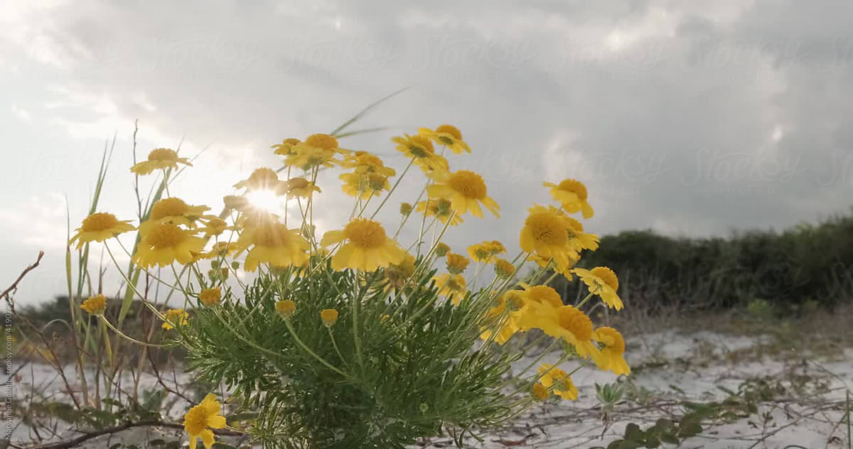 "Yellow Flowers On Autumn Beach" by Stocksy Contributor "Maryanne ...