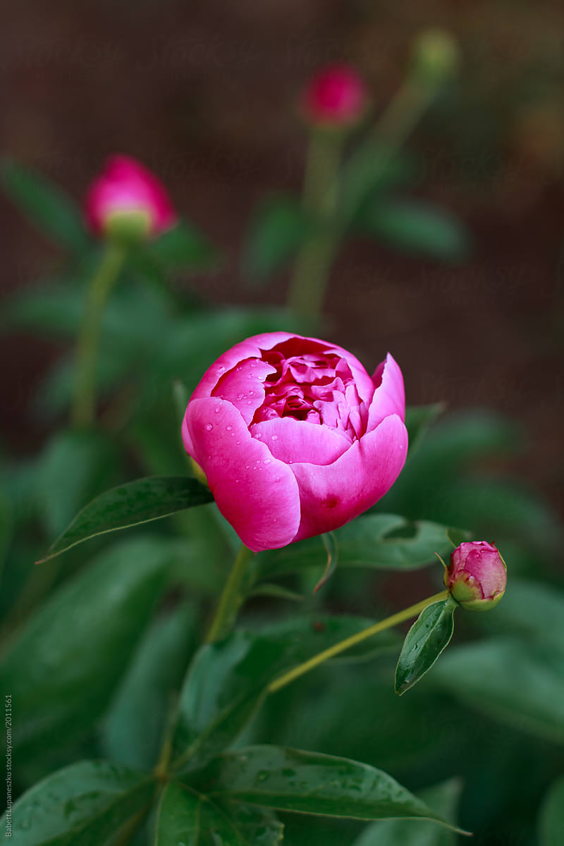 "Beautiful Peony Blossoms In The Garden" by Stocksy Contributor "Babett ...