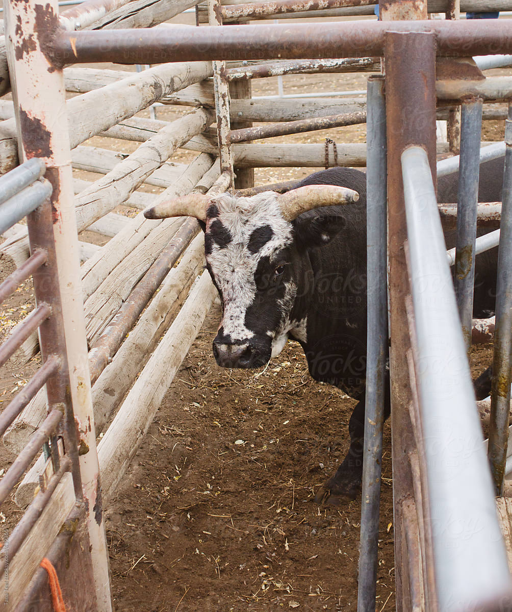 "Bucking Bull Walks Into Bucking Chute" by Stocksy Contributor "Tana ...