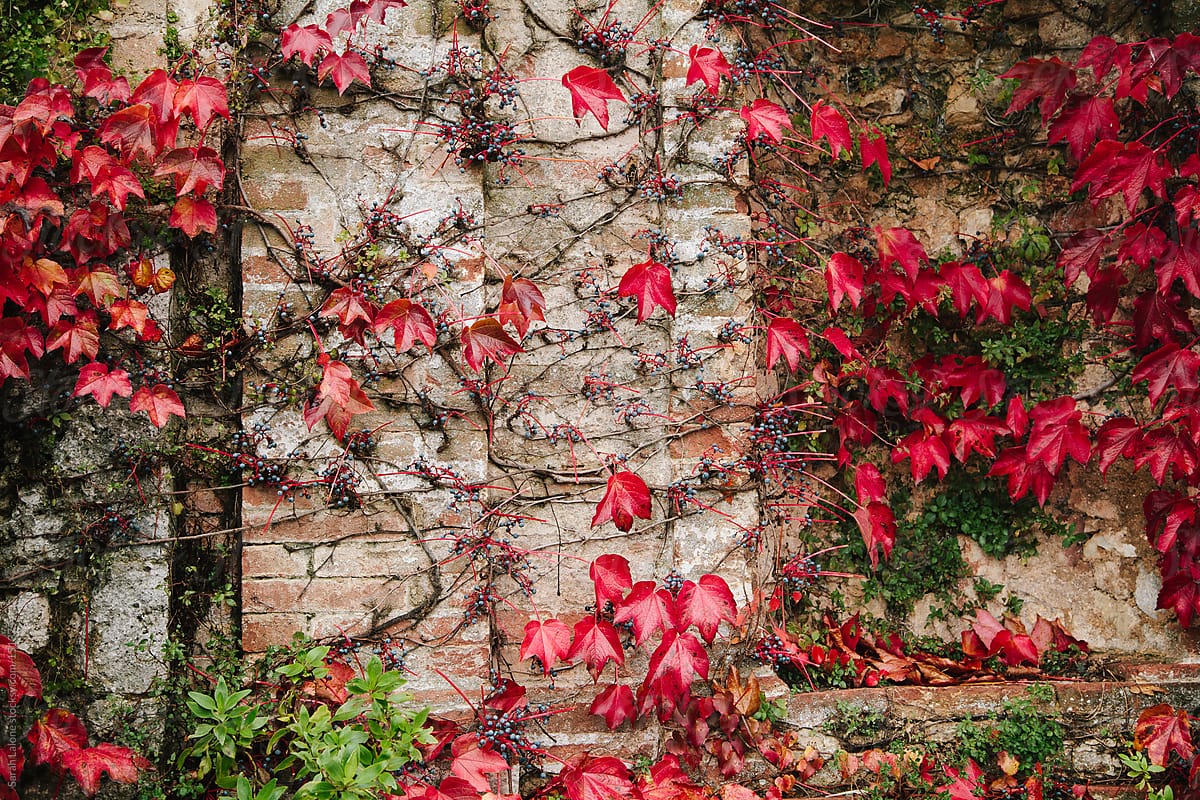 "Red-leaf Vine On A Castle Wall In The Autumn" by Stocksy Contributor ...