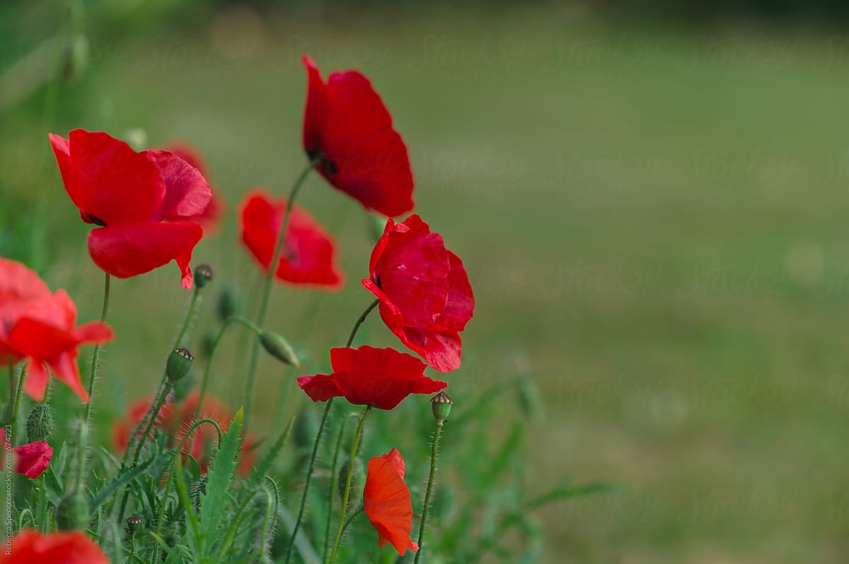 "Clump Of Red Poppy Flowers In A Garden" by Stocksy Contributor ...