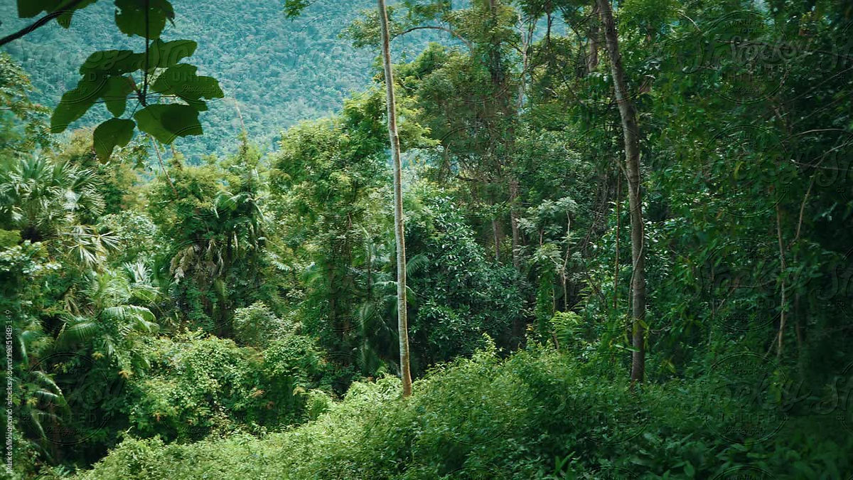 "Panorama Of Tropical Jungle" by Stocksy Contributor "Marko" - Stocksy