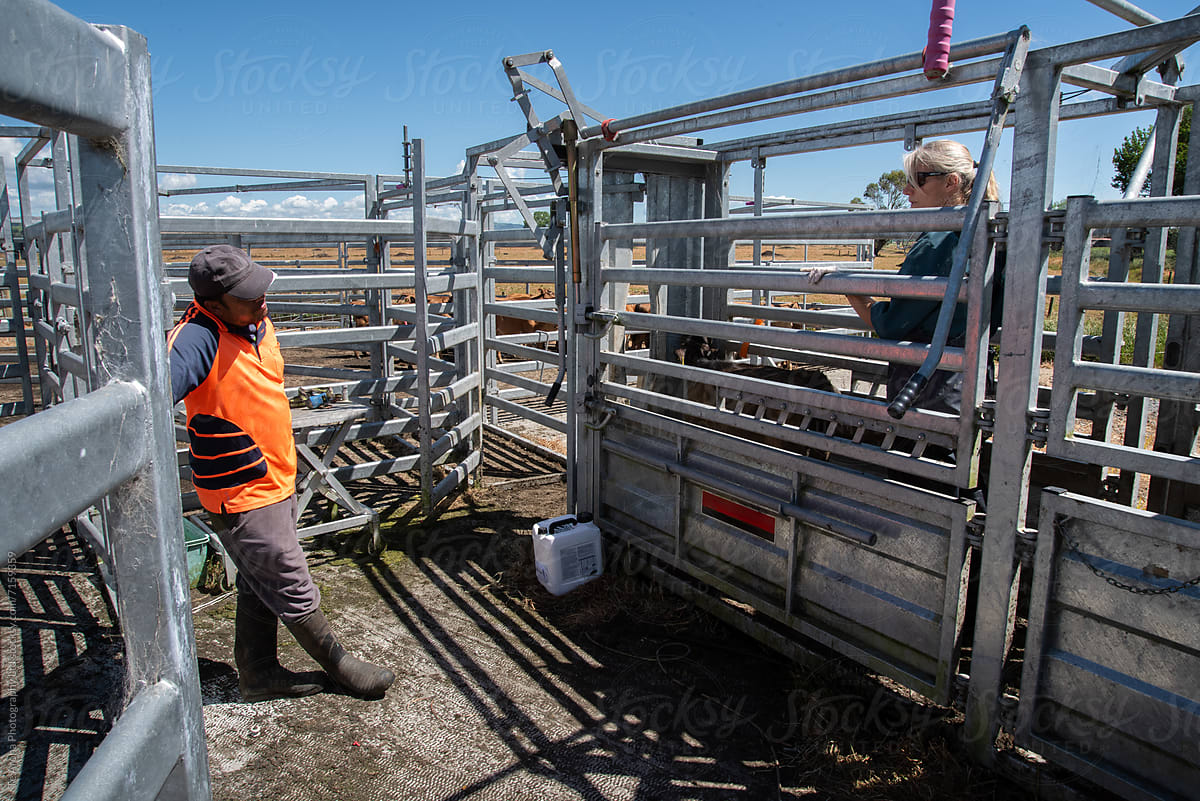 "Moving Calves From Yards To Paddock" by Stocksy Contributor "Te Aroha ...