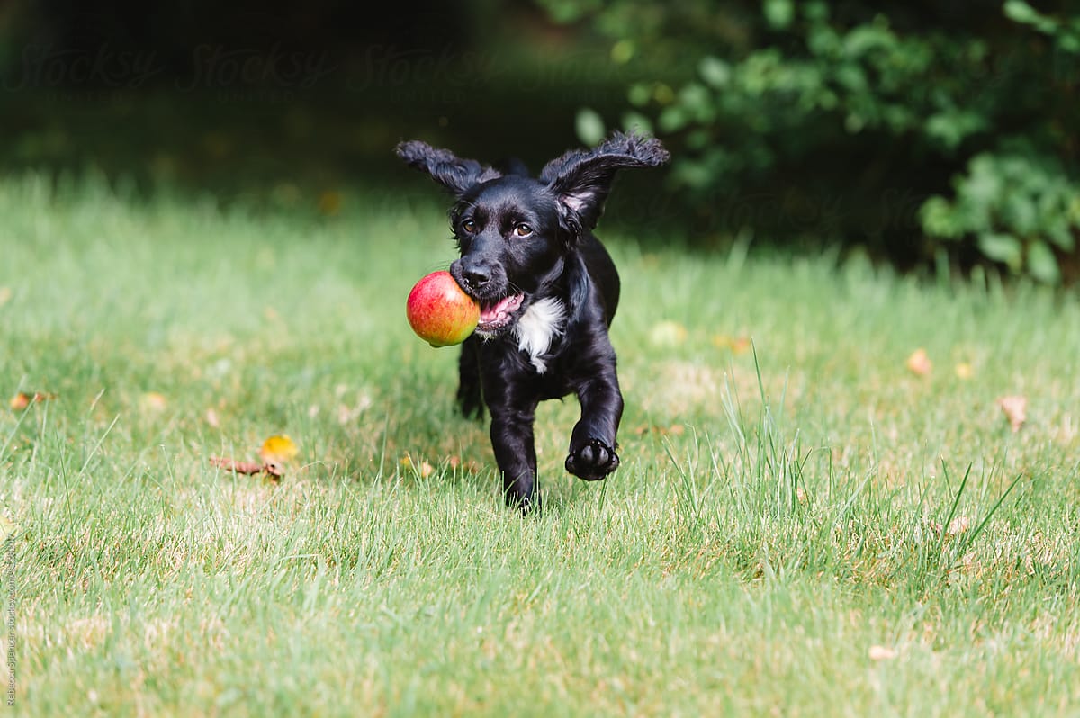 "Adorable Puppy Carrying Apple In Her Mouth" by Stocksy Contributor ...