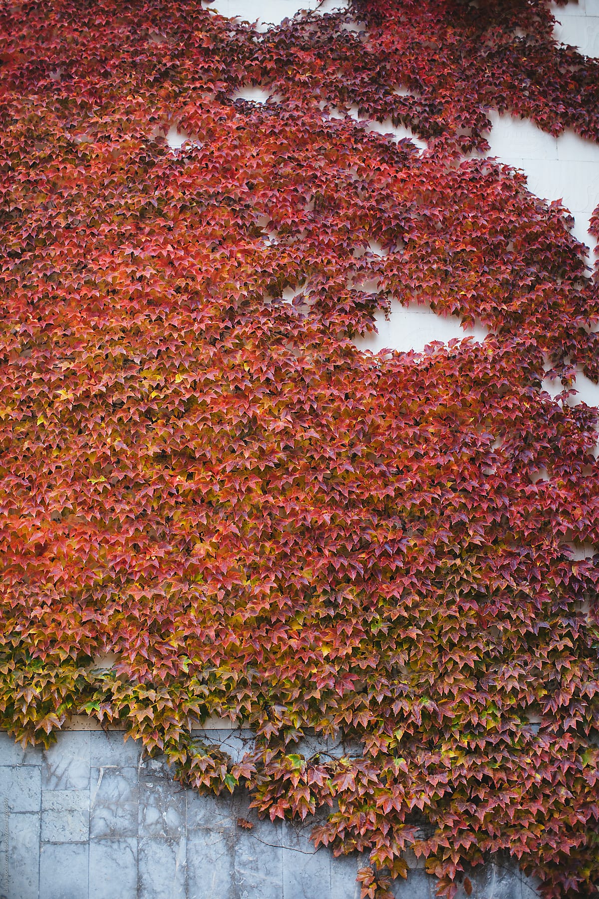 "Wall Covered With Red Ivy Leaves" by Stocksy Contributor "Liliya ...